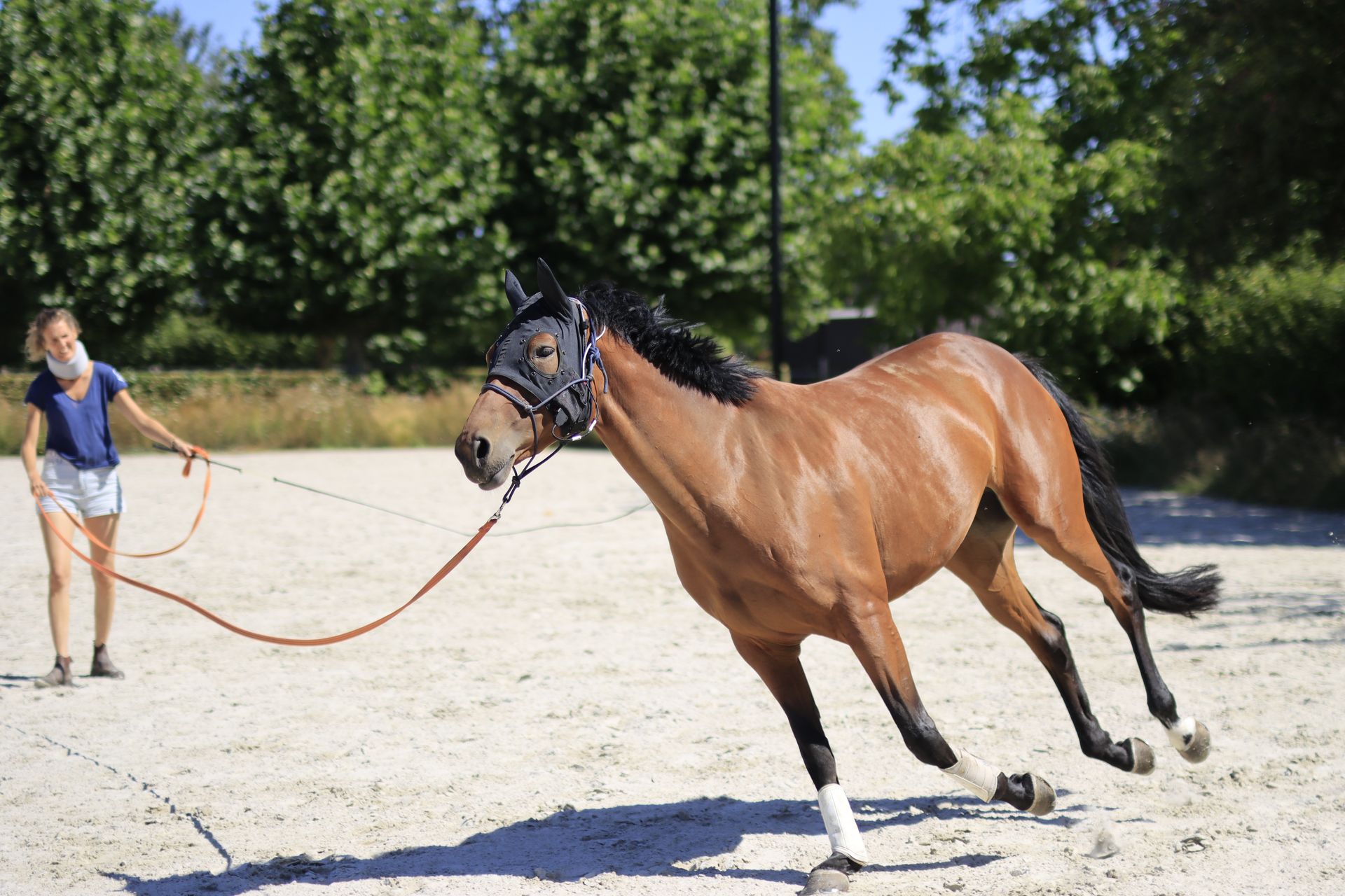 Ultra-Mobile EEG Solution for Animals | ANT Neuro Academy