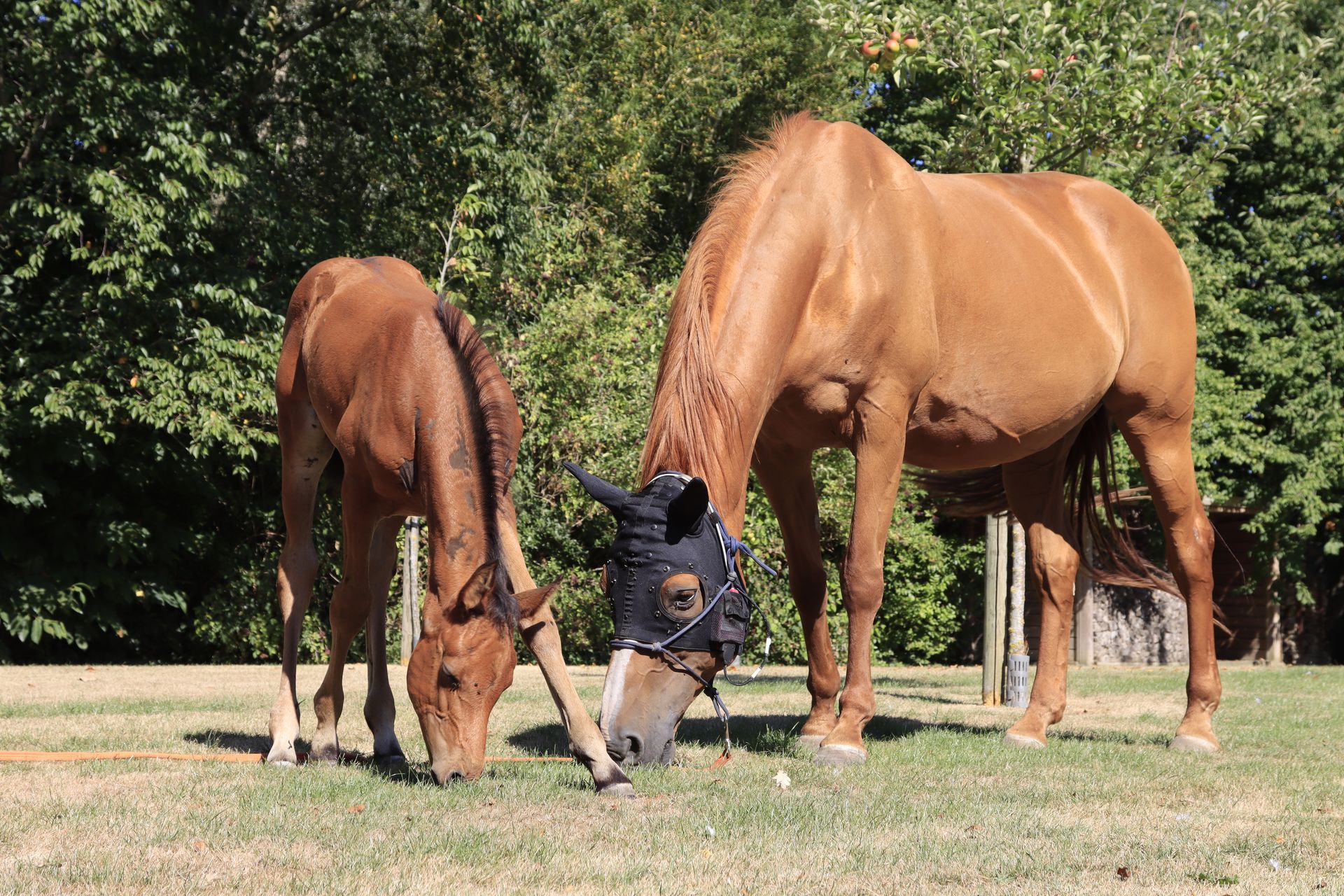 Ultra-Mobile EEG Solution for Animals | ANT Neuro Academy